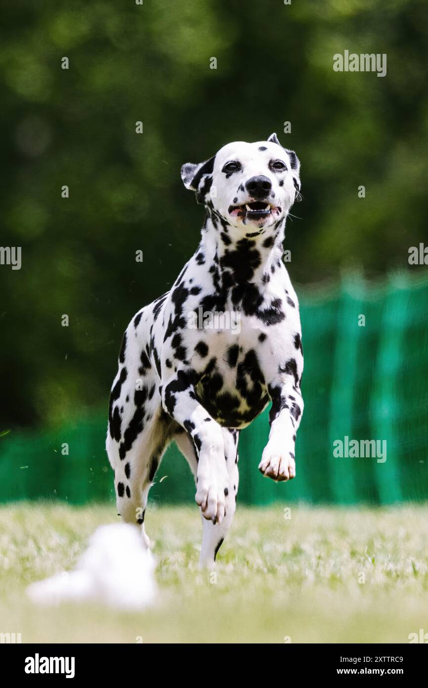 Black and White Dalmatian Running Lure Course Dog Sport Stock Photo - Alamy