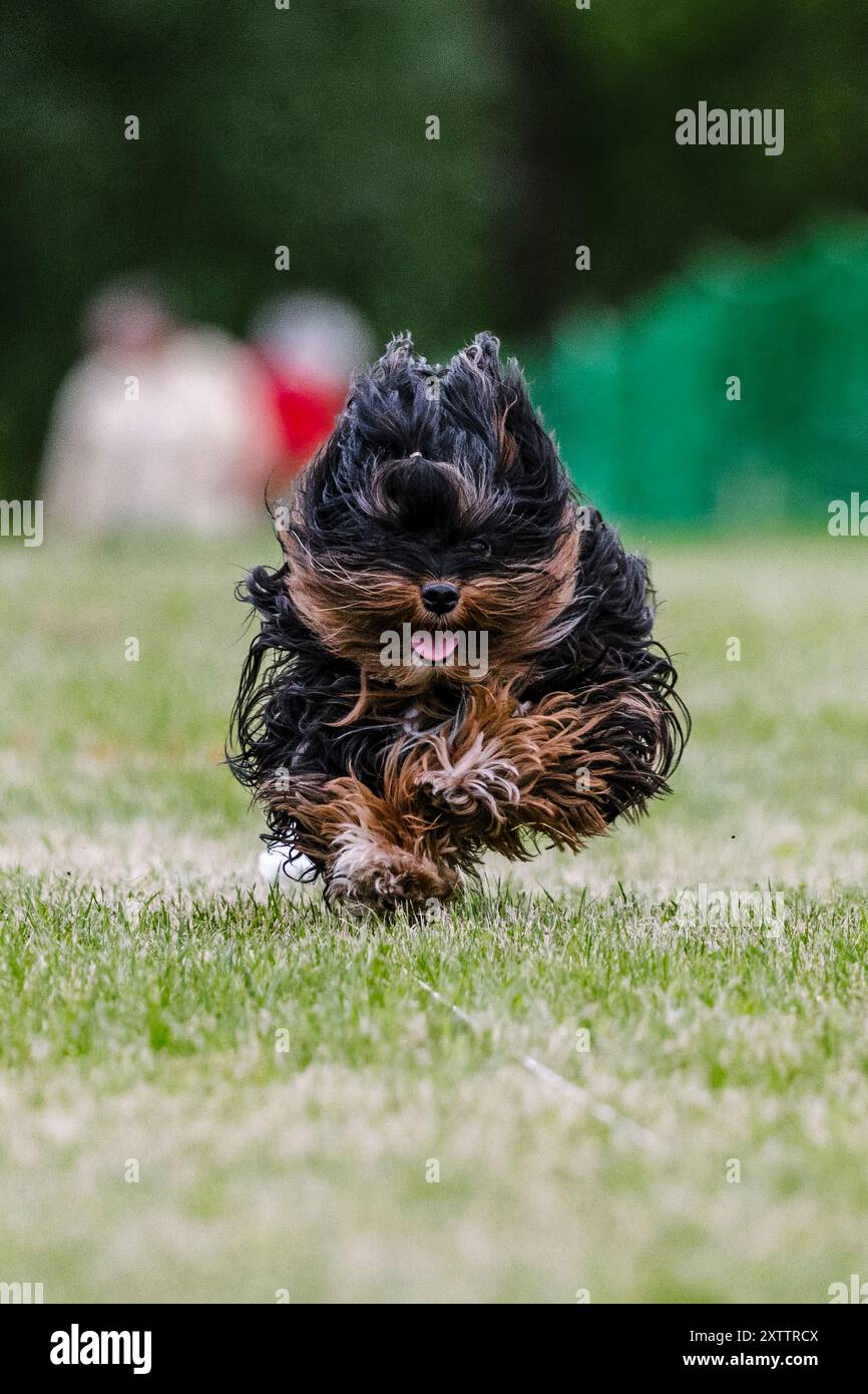 Havanese Running Lure Course Dog Sport Stock Photo - Alamy