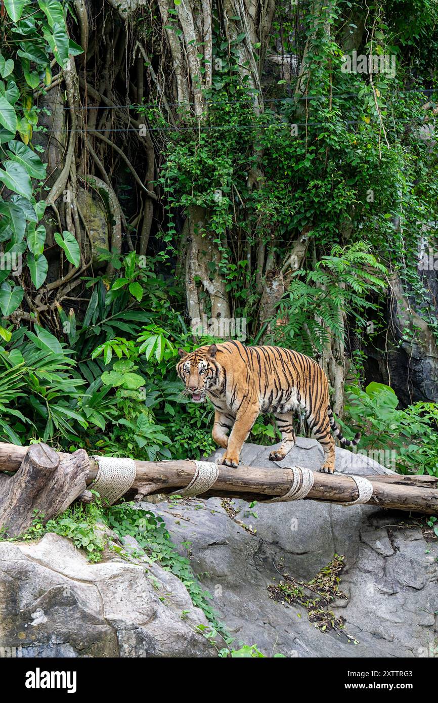Bengal Tiger Habitat Pictures