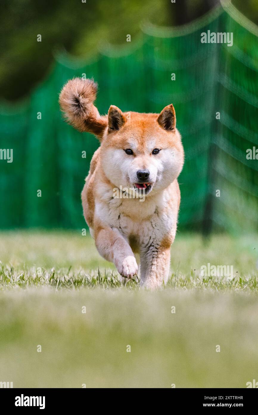 Orange and White Shiba Inu Running Lure Course Dog Sport Stock Photo ...