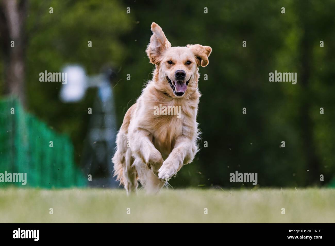 Golden Retriever Running Lure Course Dog Sport Stock Photo - Alamy