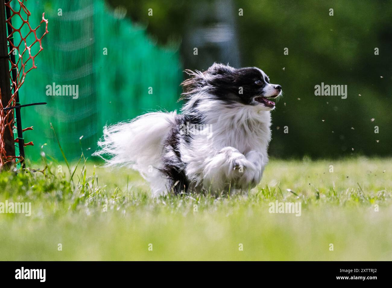 Black and White Papillon Running Lure Course Dog Sport Stock Photo - Alamy