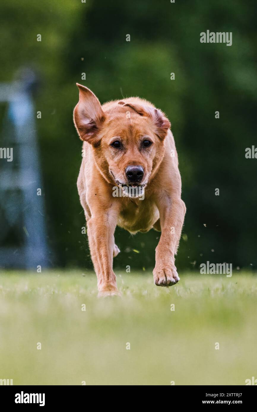 Labrador Retriever Lab Running Lure Course Dog Sport Stock Photo - Alamy