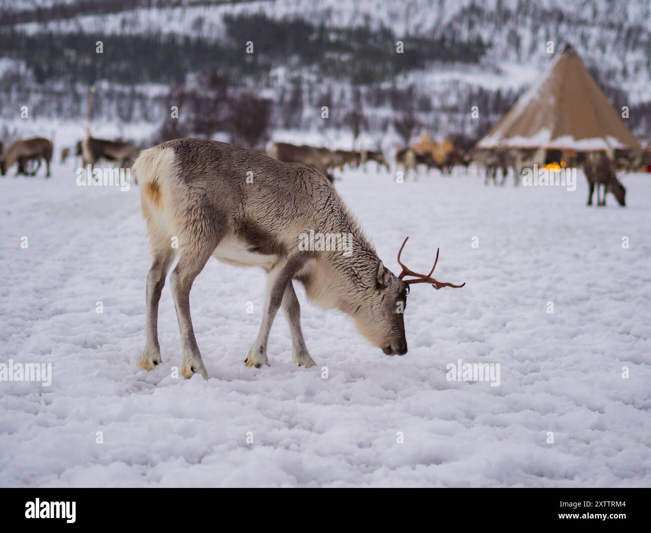 A reindeer herd in a Saami village near Tromso in northern Norway in ...