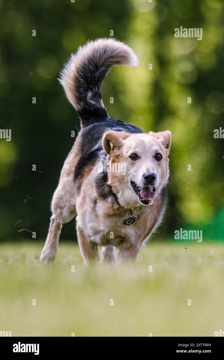 Cattle Dog Mixed Breed Mutt Dog Running Lure Course Dog Sport Stock ...