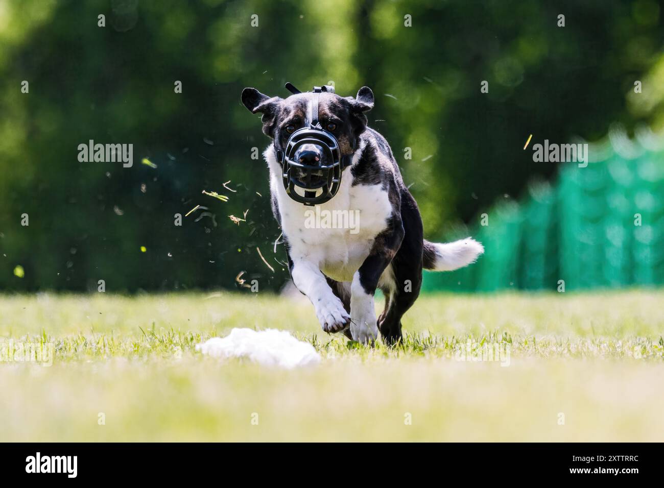 Rescue Mixed Breed Mutt Running Lure Course Dog Sport in Muzzle Stock ...