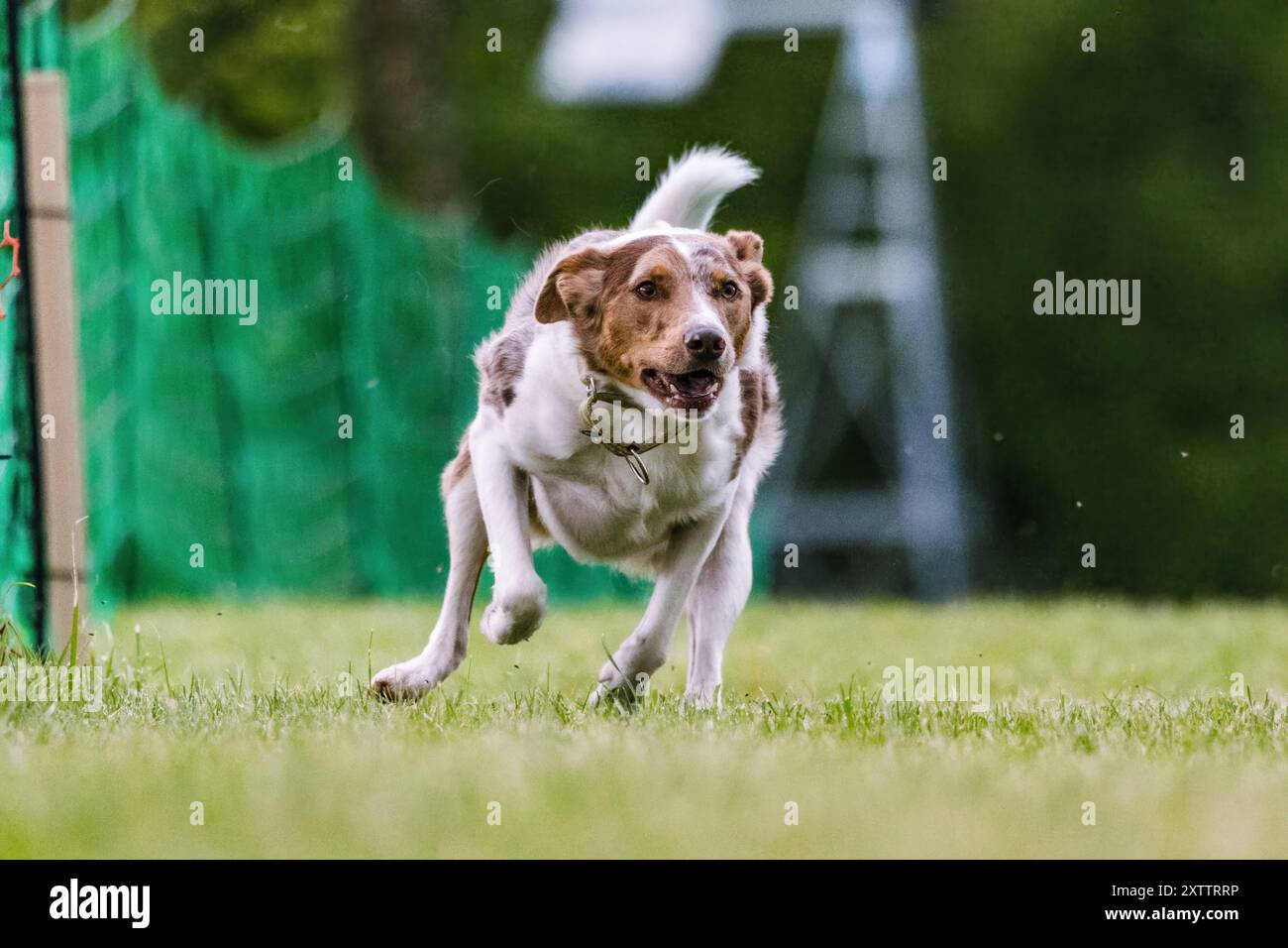 Border Collie Mixed Breed Mutt Dog Running Lure Course Dog Sport Stock ...