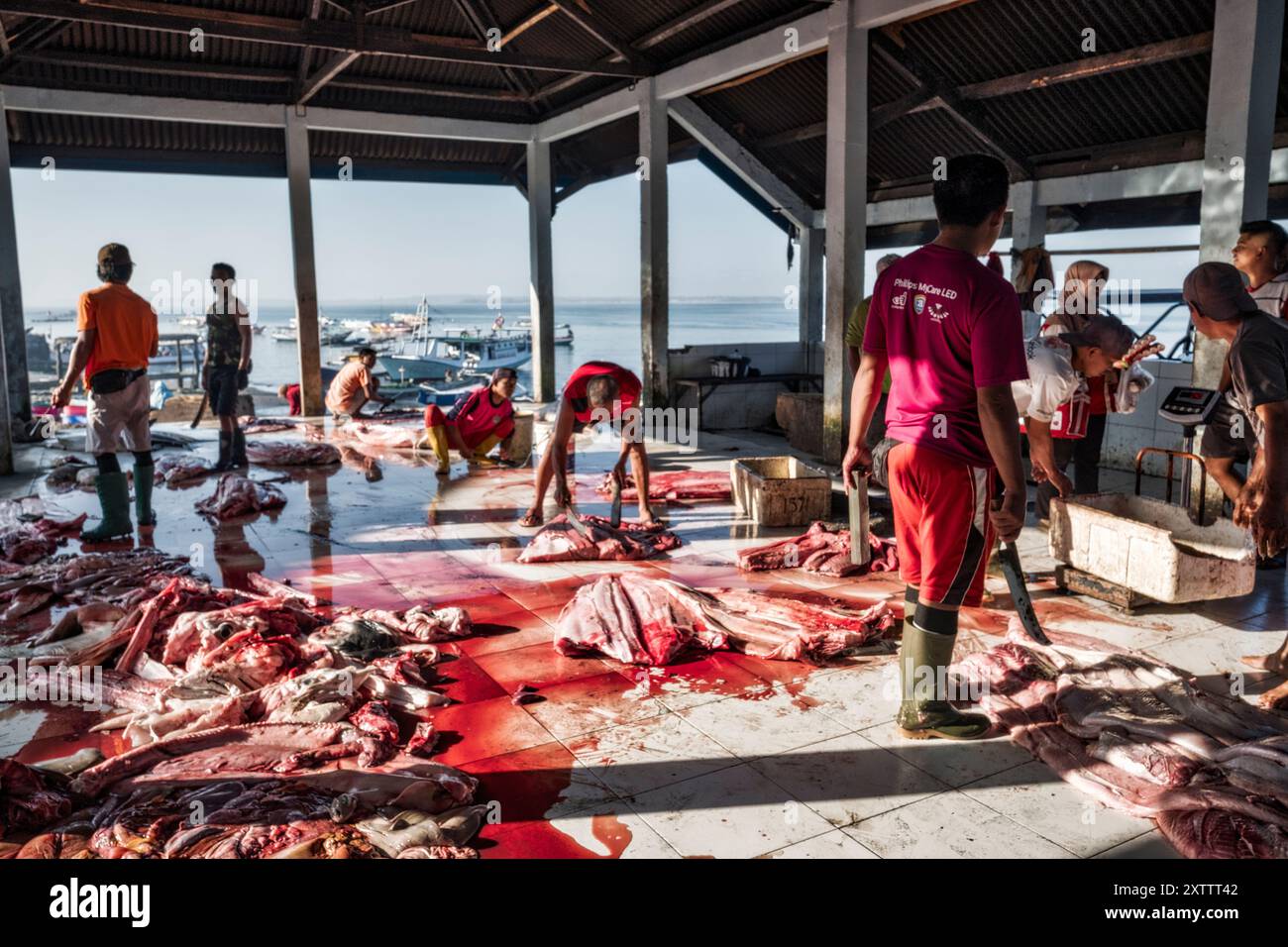 Sharks market Tanjung Luar fish market, Luar Cape, Lombok, Indonesia ...
