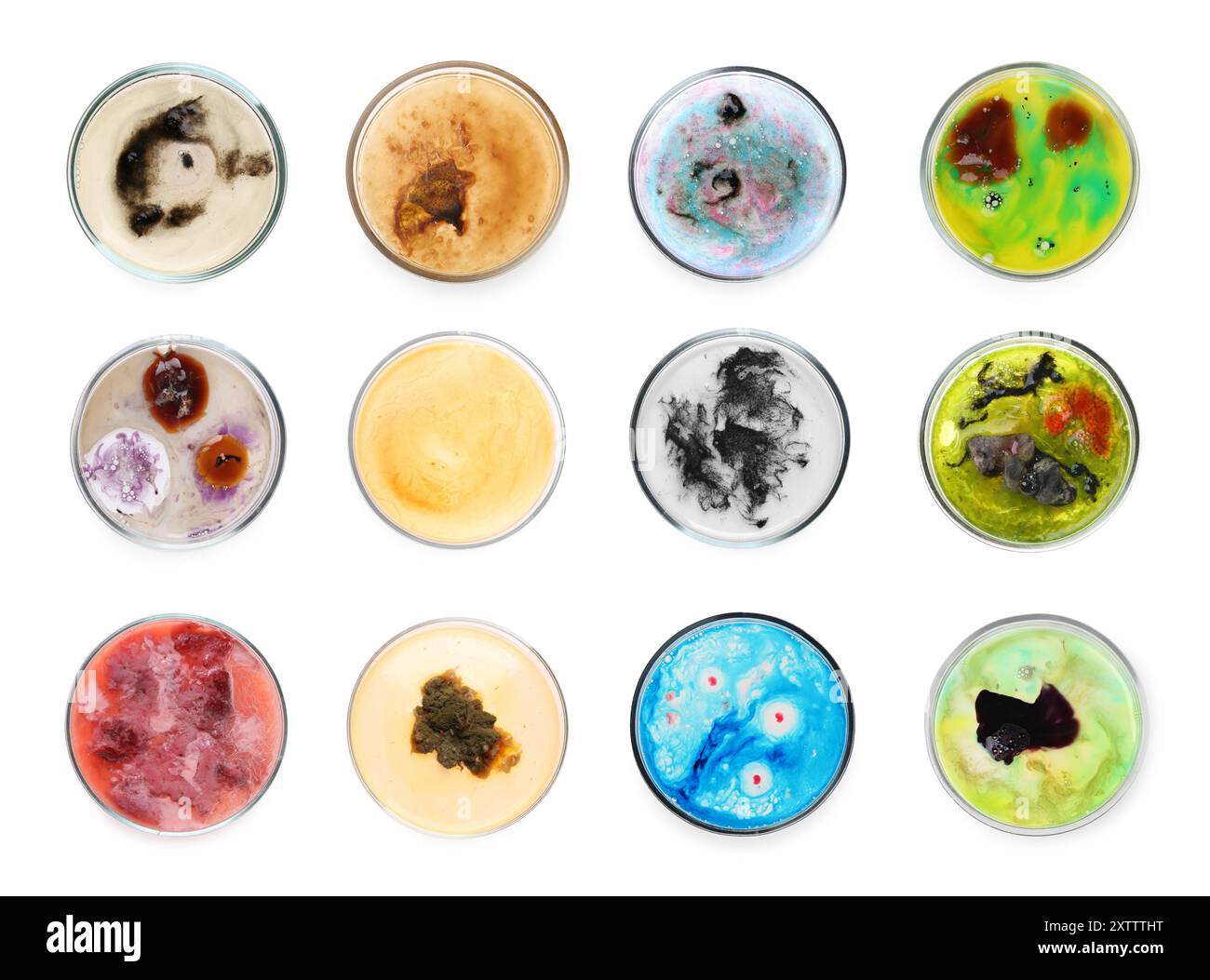 Set of Petri dishes with different bacteria colonies on white ...