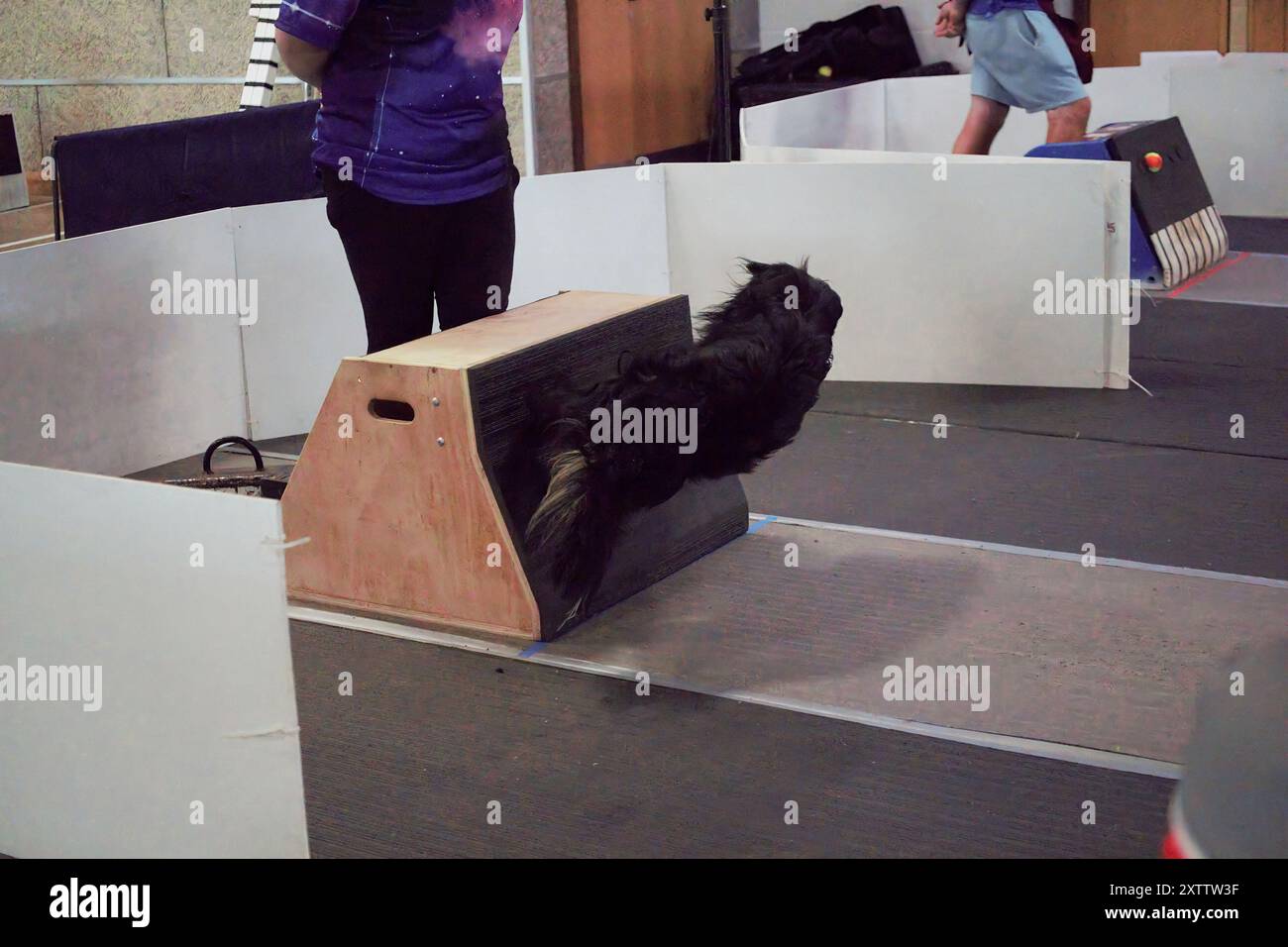 Lincoln, UK - August 4th 2024: A dog from the Sirius Stars Flyball team ...