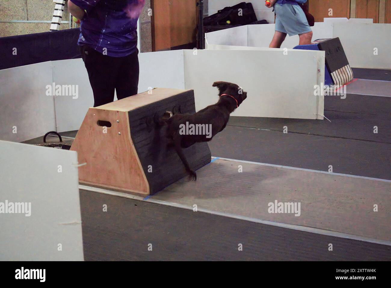 Lincoln, UK - August 4th 2024: A dog from the Sirius Stars Flyball team ...