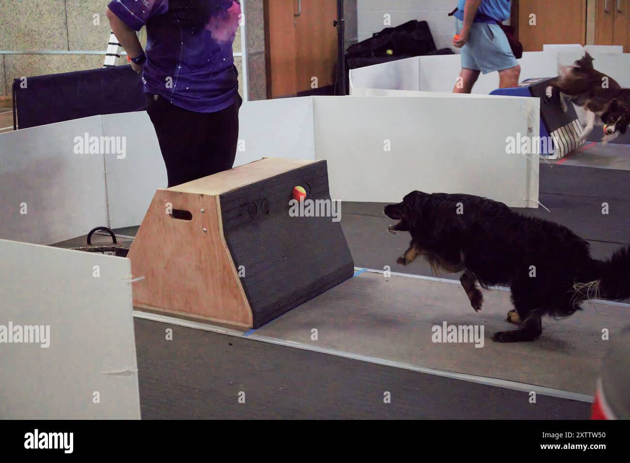 Lincoln, UK - August 4th 2024: A dog from the Sirius Stars Flyball team ...