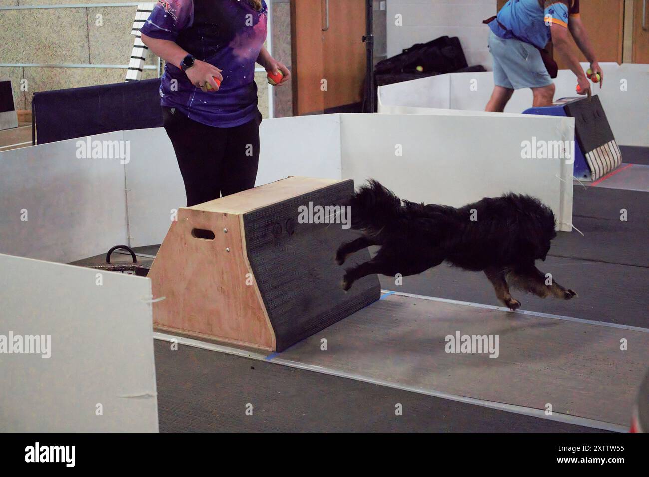 Lincoln, UK - August 4th 2024: A dog from the Sirius Stars Flyball team ...