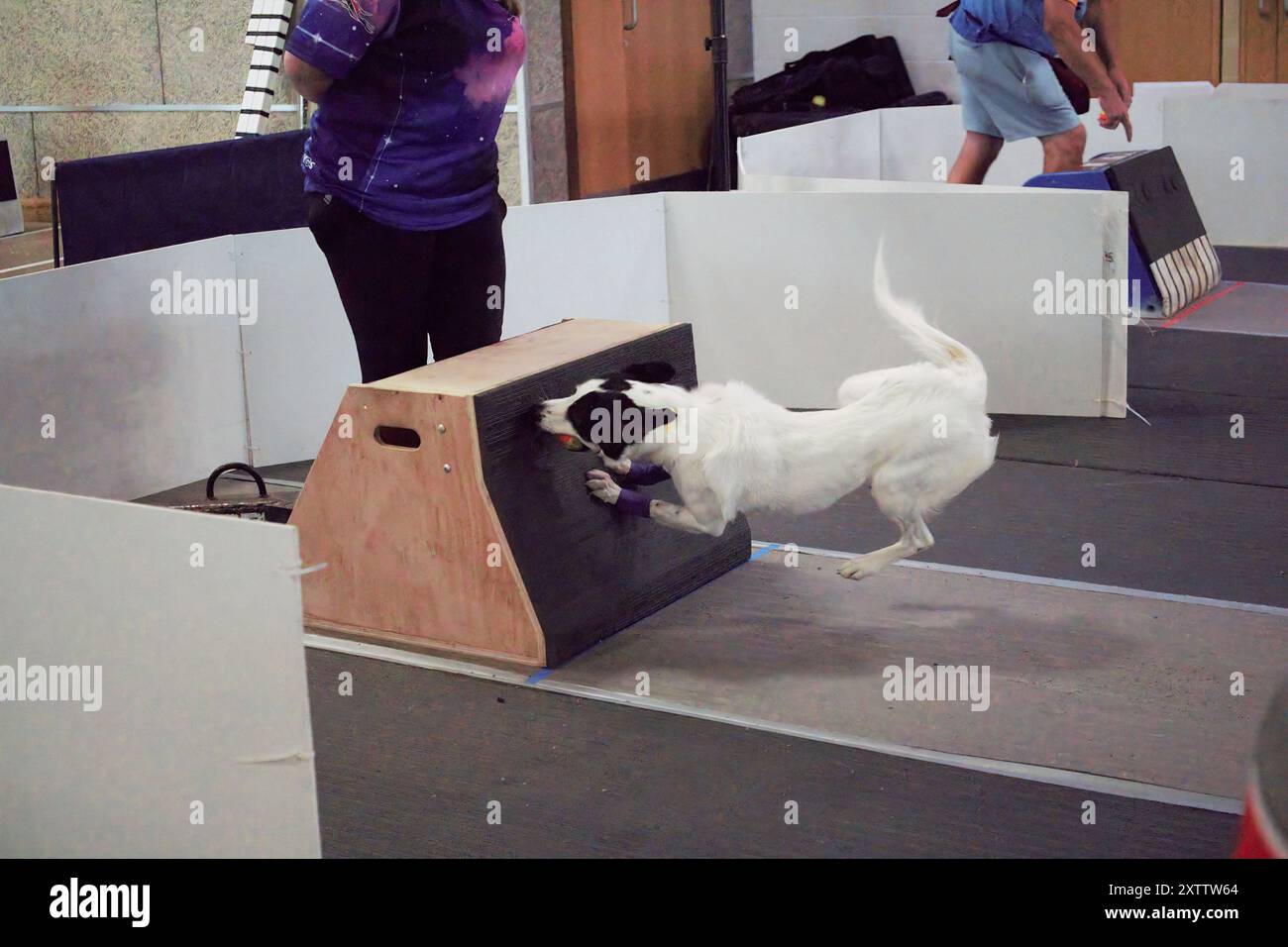 Lincoln, UK - August 4th 2024: A dog from the Sirius Stars Flyball team ...