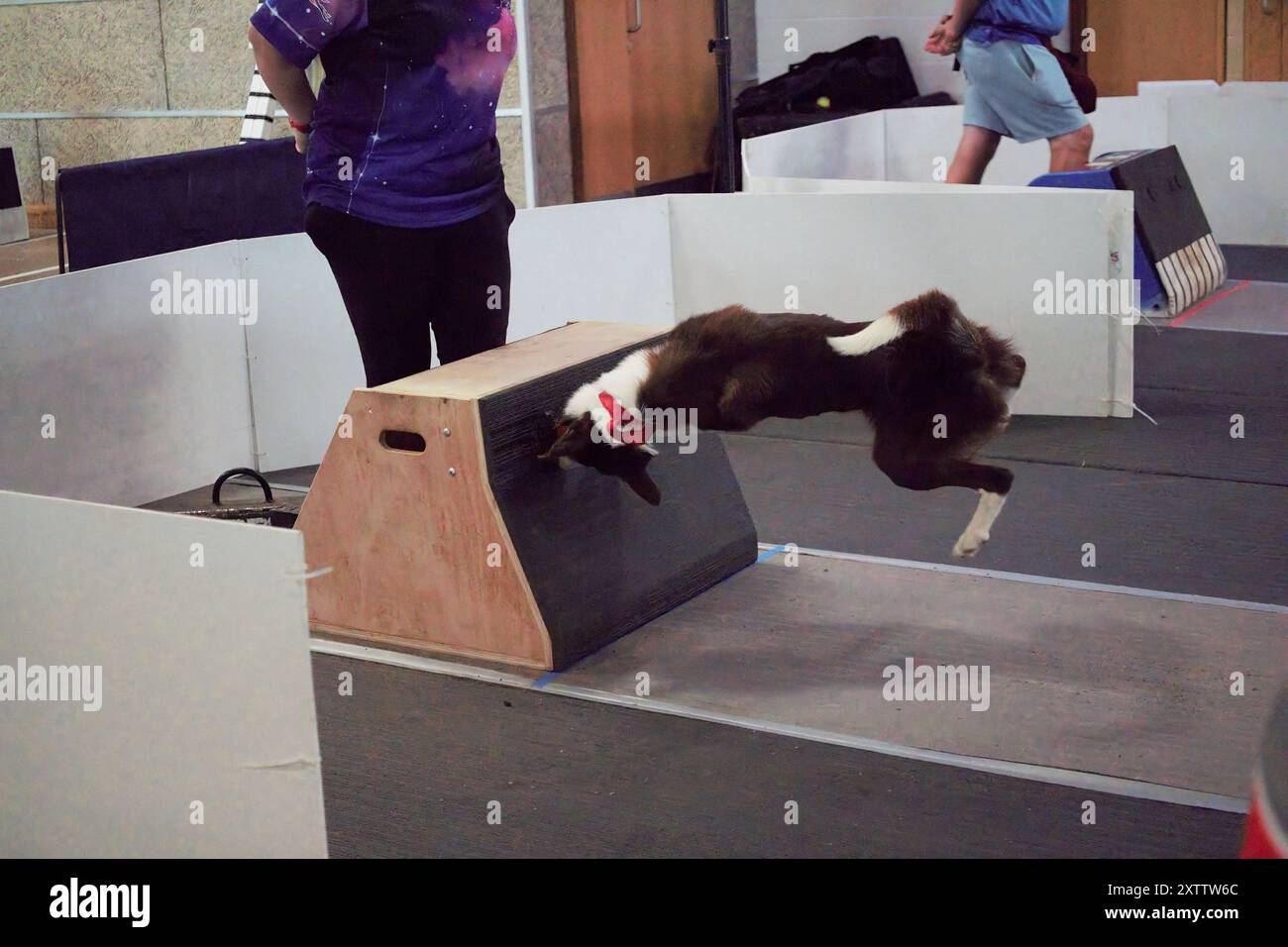 Lincoln, UK - August 4th 2024: A dog from the Sirius Stars Flyball team ...