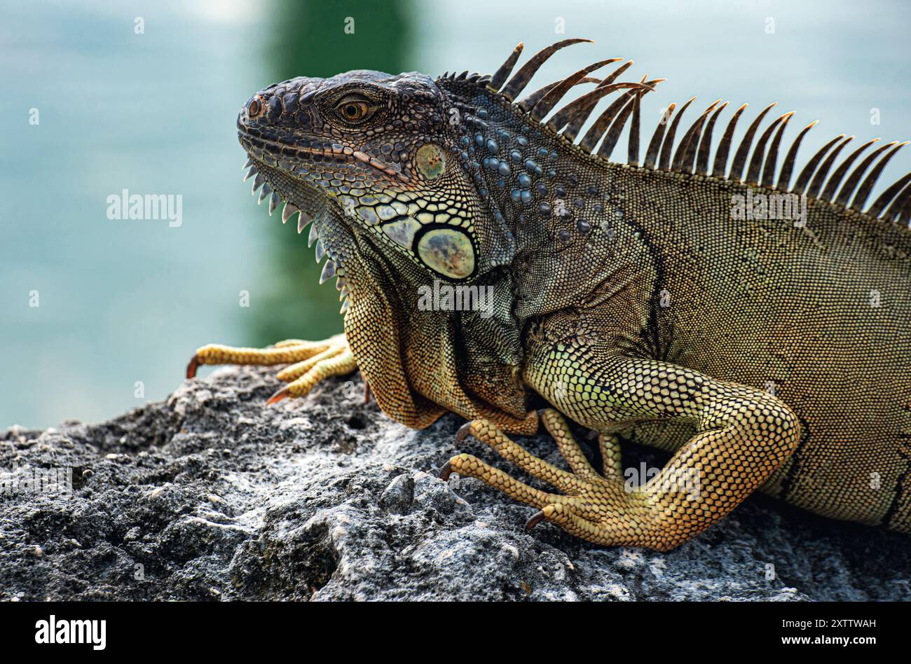 Close-up of the head of an iguana. Iguana dragon. Iguana lizard on a ...