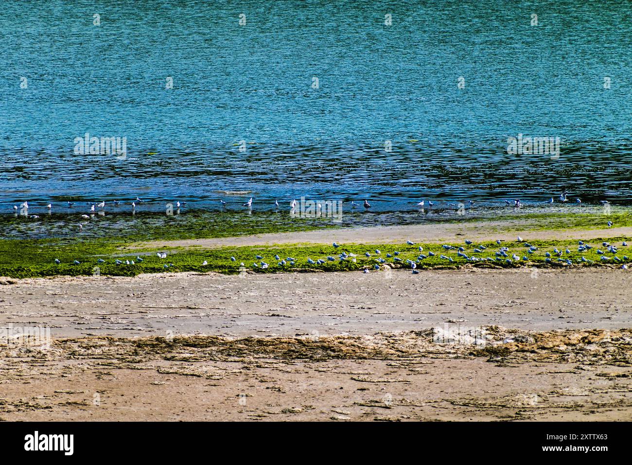 Green algae in Brittany in a nature reserve area and bird protection ...