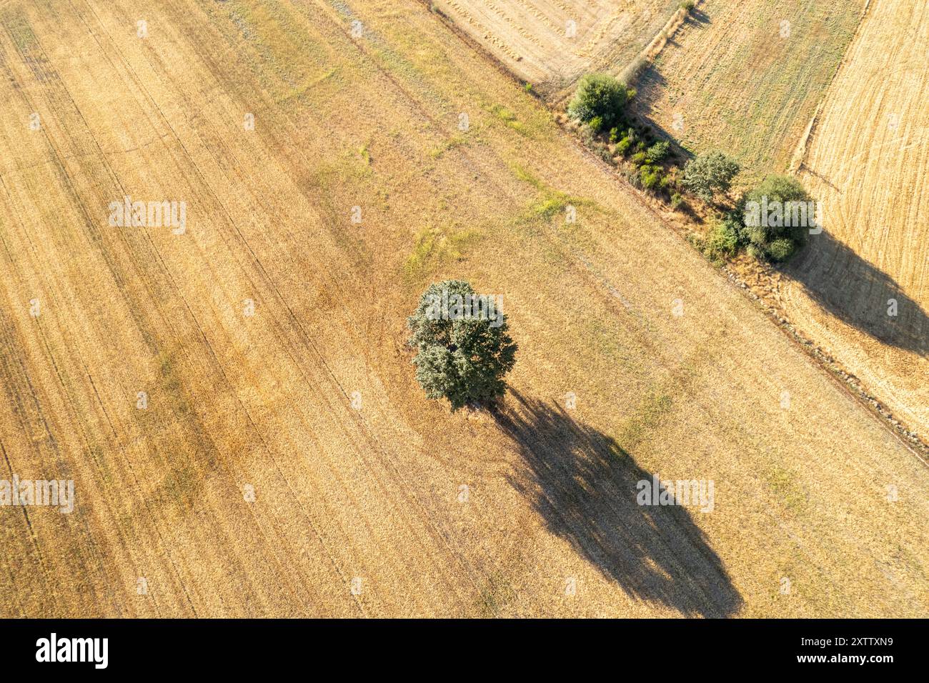 Drone view tree grass hi-res stock photography and images - Alamy