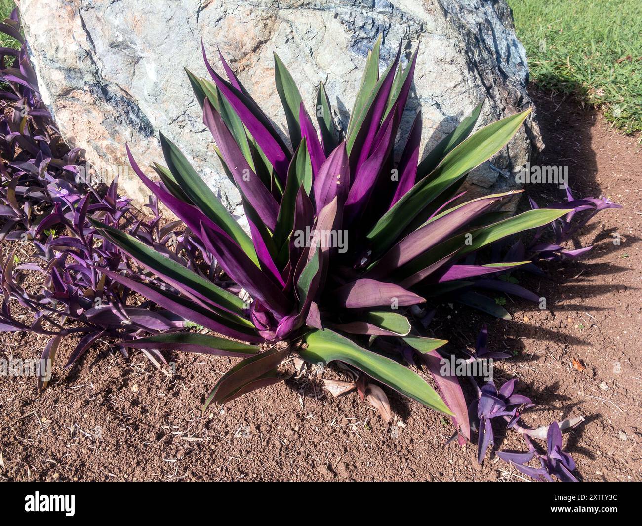 Oyster plant (Tradescantia spathacea) with purple leaves in garden with ...