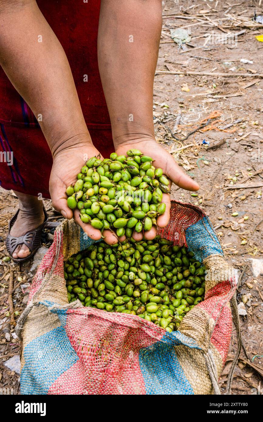 Maya civilization farming hi-res stock photography and images - Alamy