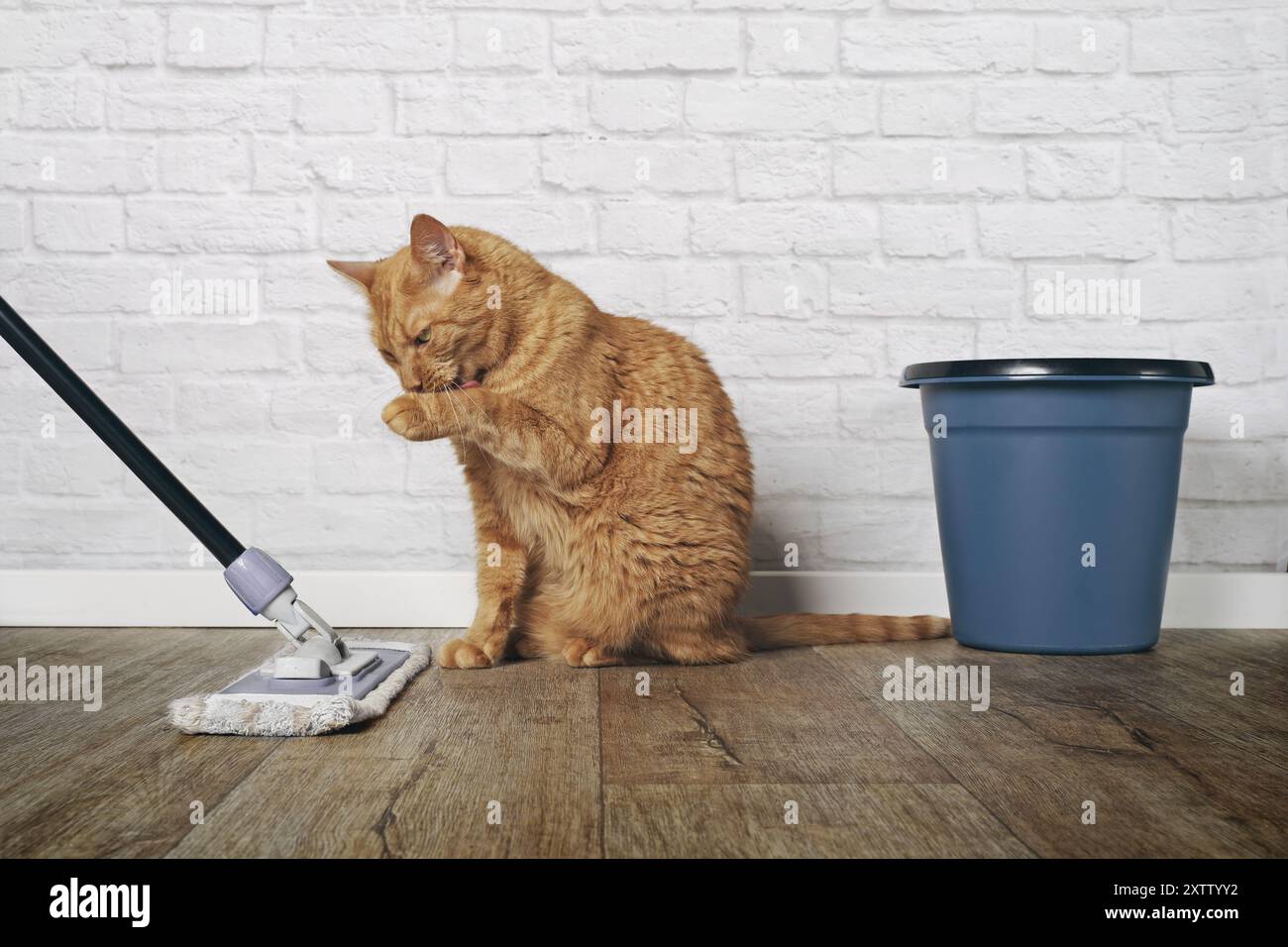 Funny red cat cleaning itself next of the mop for cleaning the floor ...