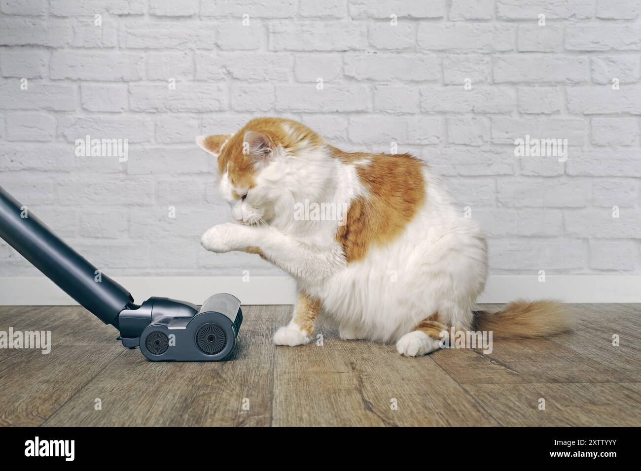 Funny longhair cleaning itself next to a vacuum cleaner in the living ...