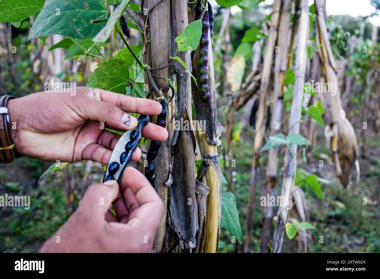 Maya civilization farming hi-res stock photography and images - Alamy