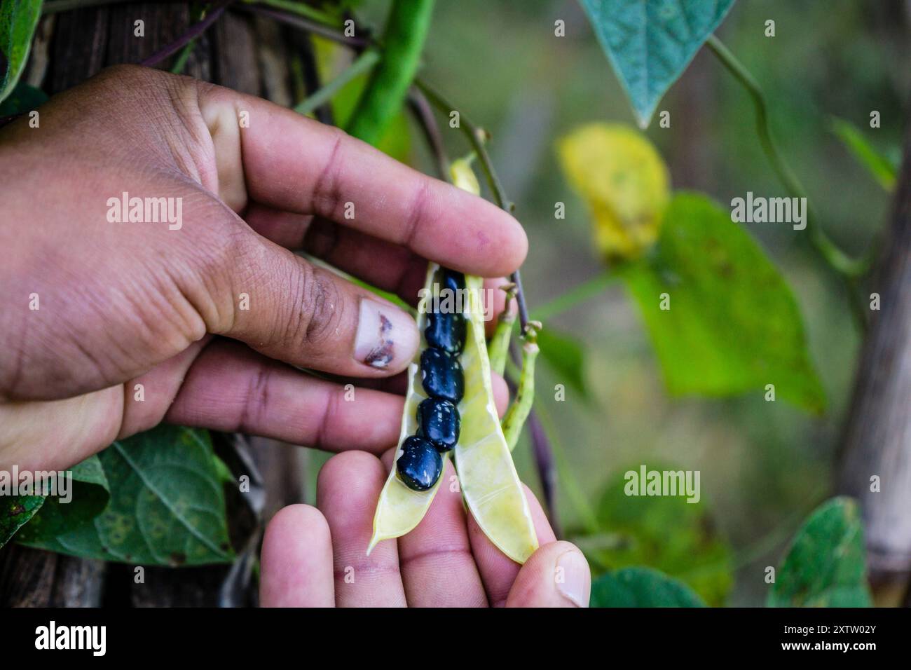 planting of beans on the slopes of the Tolimán volcano ,Santiago ...