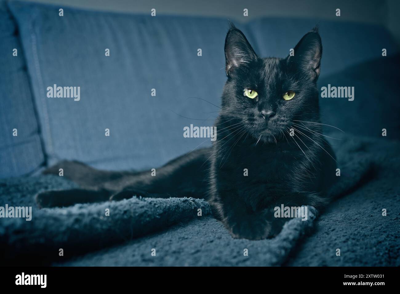 Black cat chilling on sofa at home and looking at camera Stock Photo ...