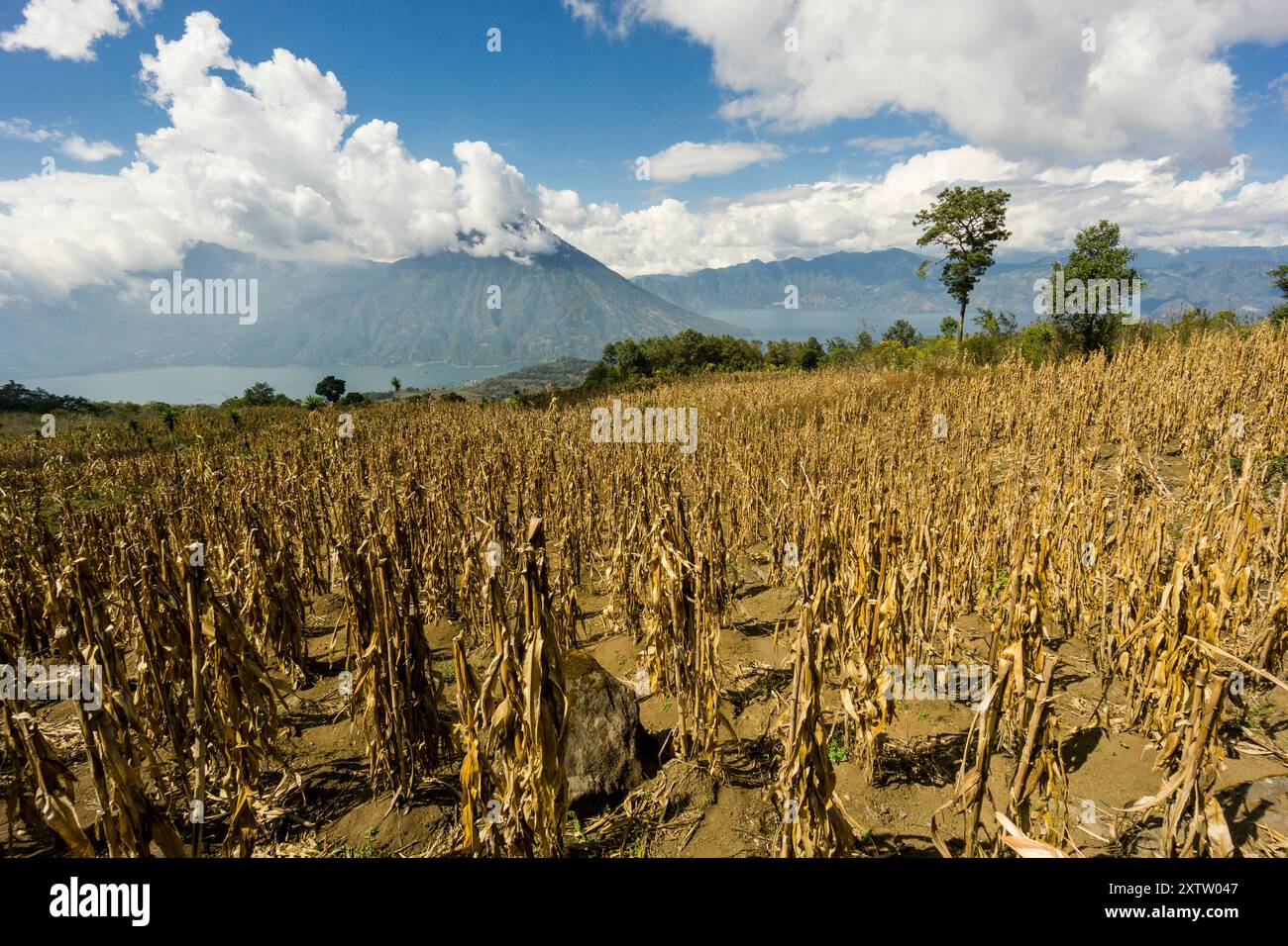 planting of corn on the slopes of Tolimán volcano 'Santiago Atitlan ...