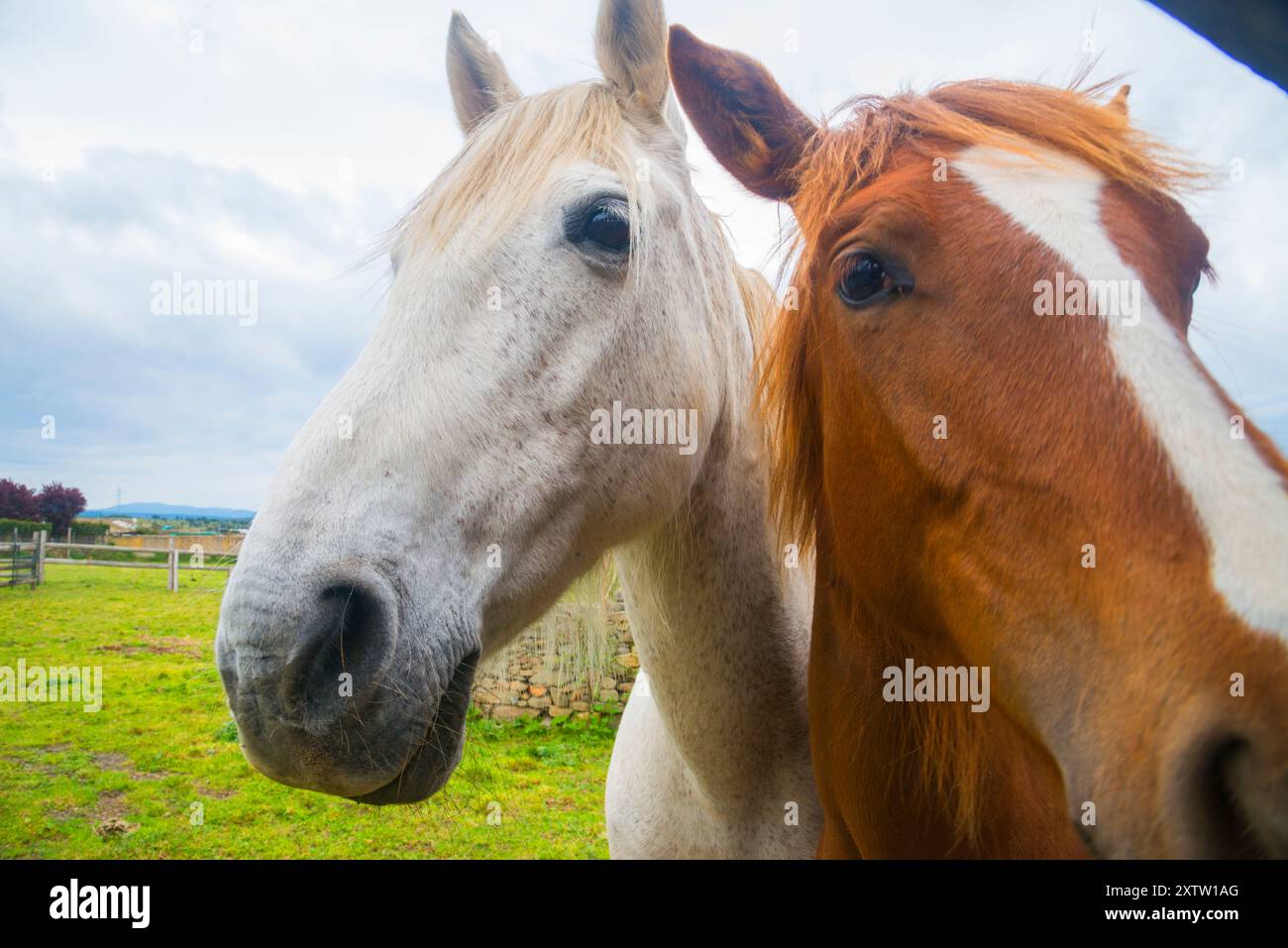 Two horses heads Stock Photo - Alamy