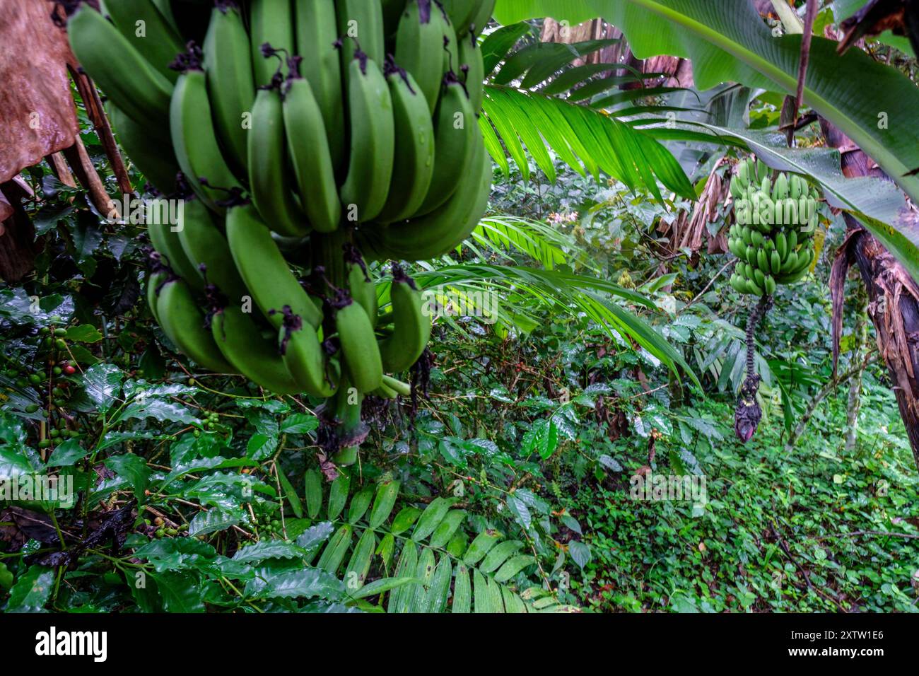 Banana trees, Little Treasure, La Taña, Northern Transversal Strip ...