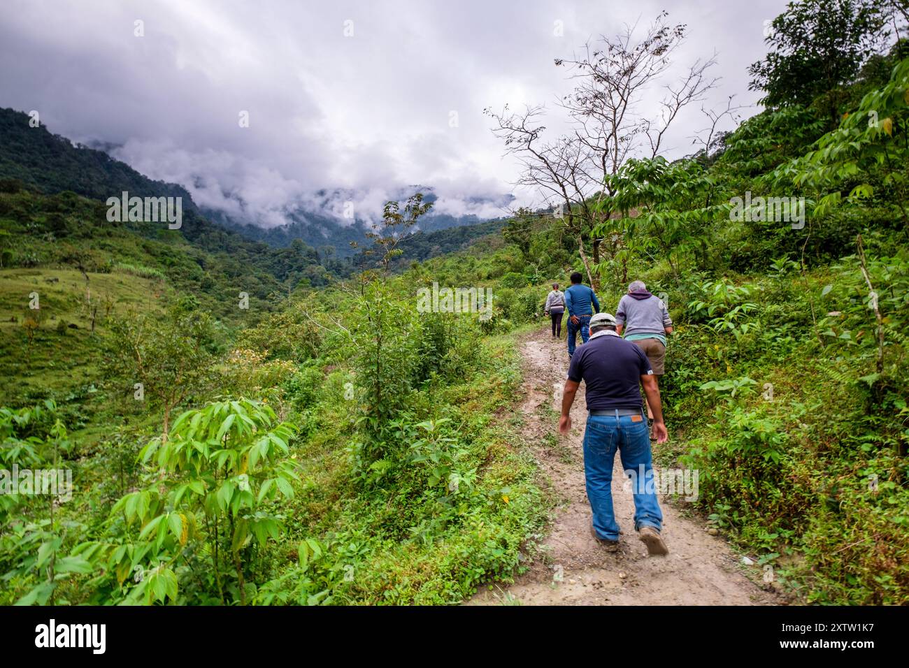 humid forest, Sierra de los Cuchumatanes, Quiche, Republic of Guatemala ...