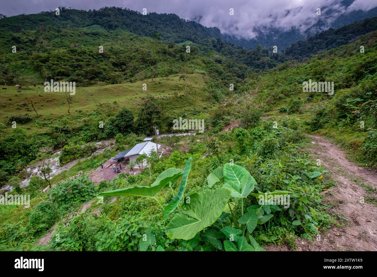 humid forest, Sierra de los Cuchumatanes, Quiche, Republic of Guatemala ...
