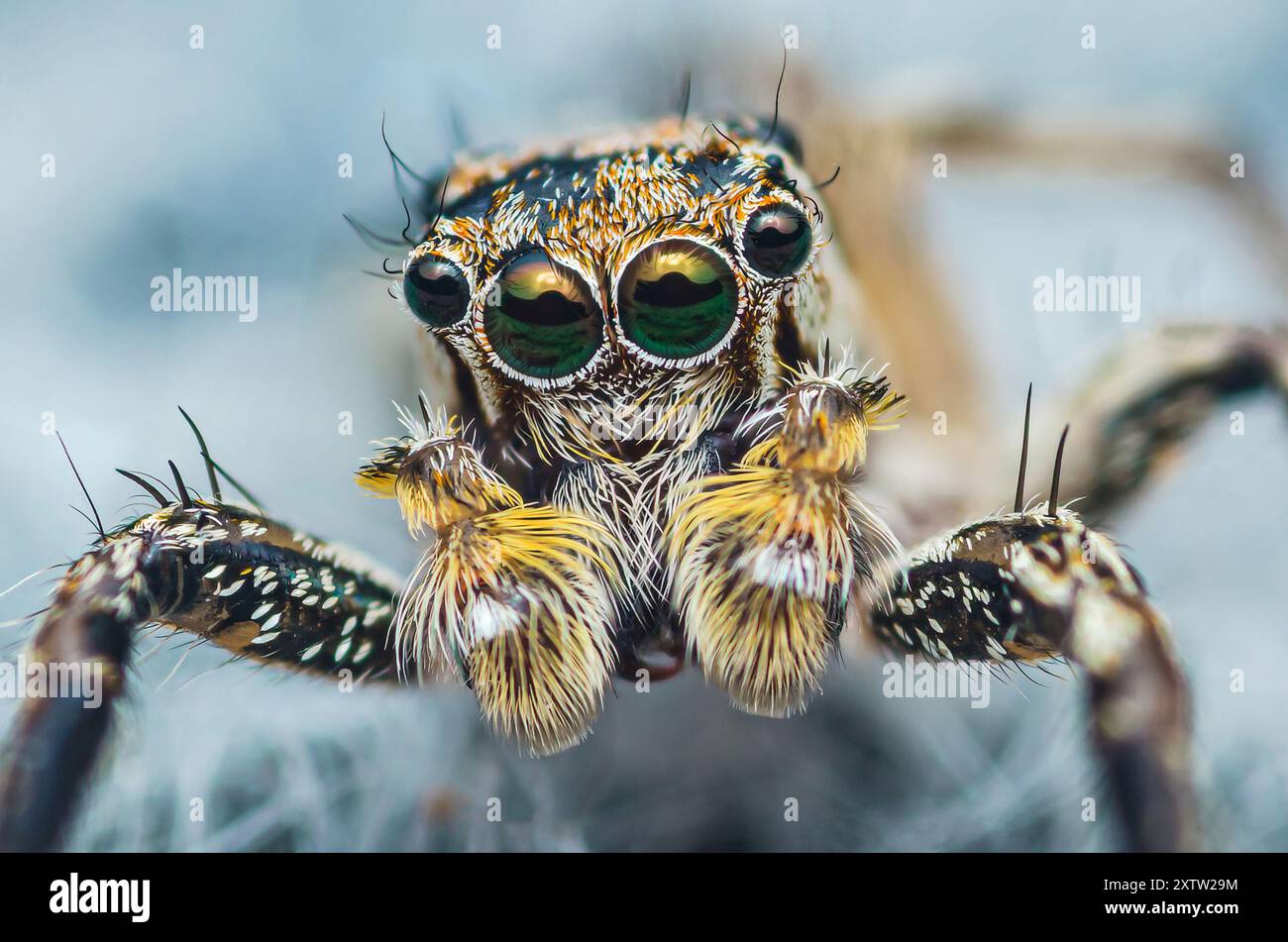 Close-up a Jumping spider standing on carpet, Macro photo of insect ...