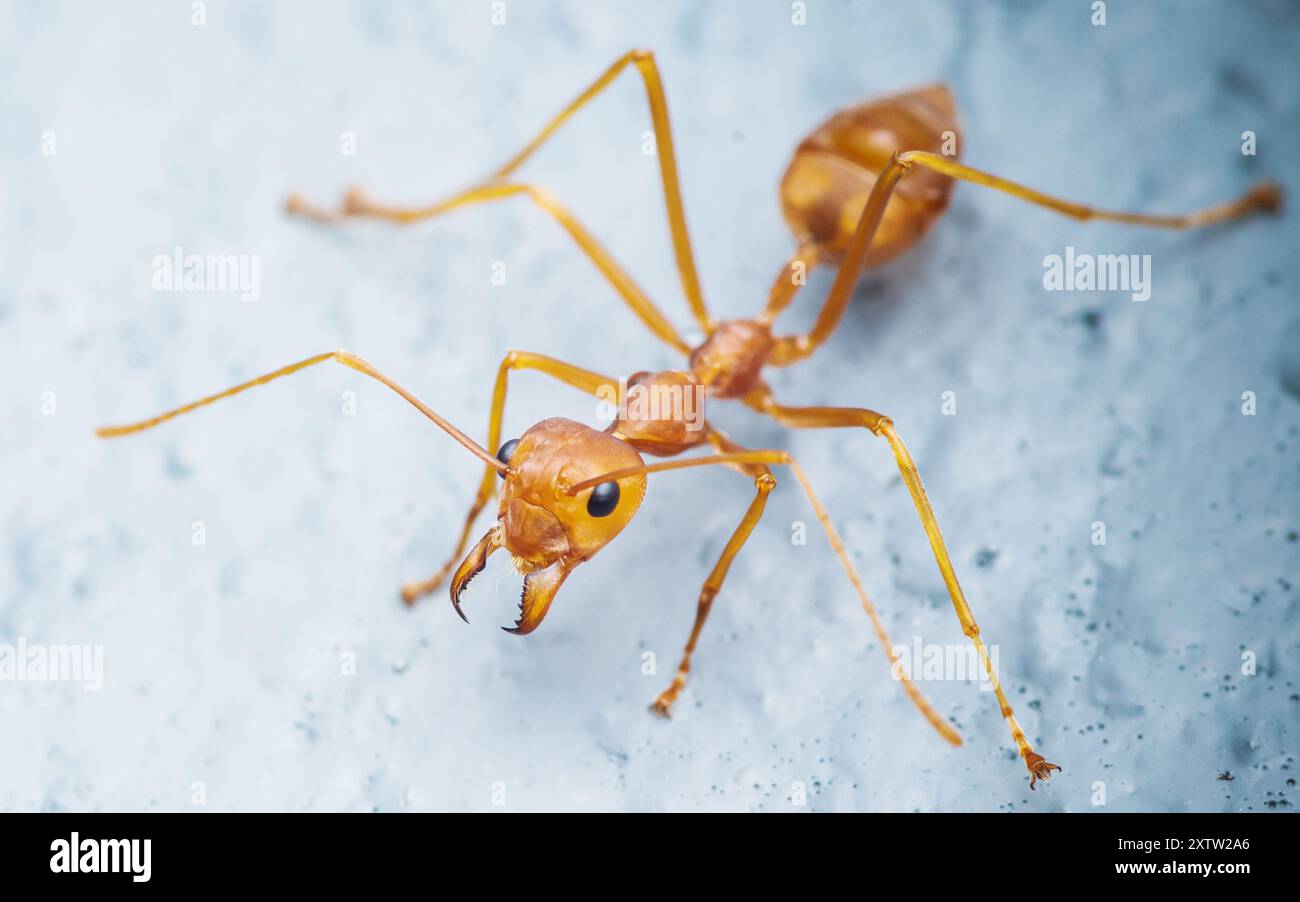 Ant top view hi-res stock photography and images - Alamy
