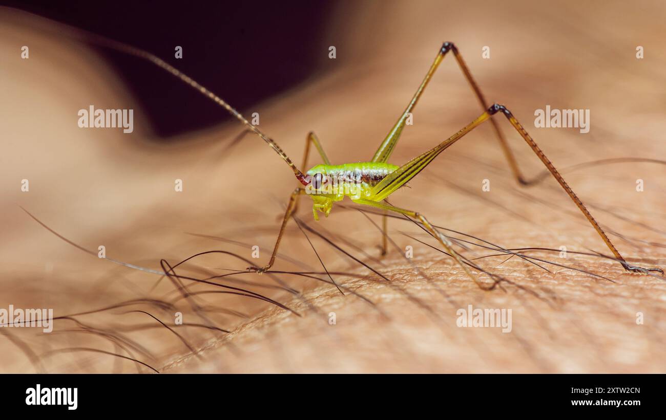 Macro close-up of a green cricket standing on human skin, showcasing ...