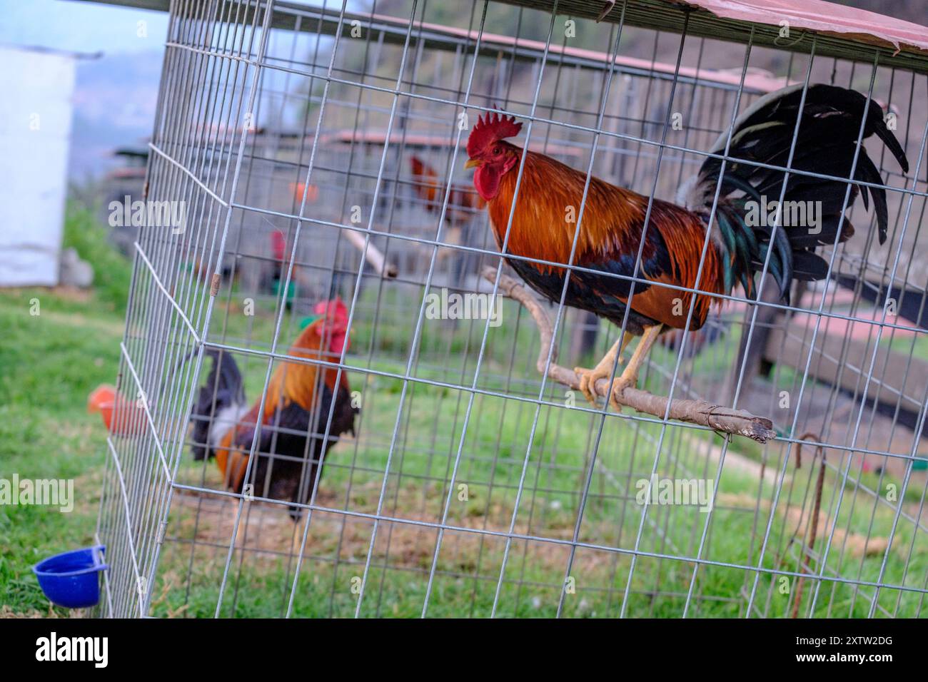 fight rooster, Hacienda San Antonio, Acul, Quiché department, Ixil ...