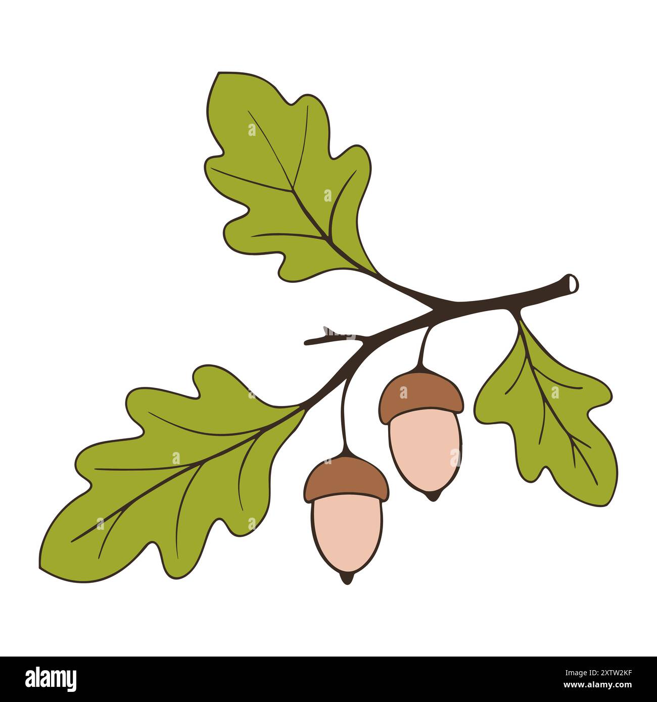 Oak branch with leaves and acorns, hand drawing. Isolated on white background. Vector ...