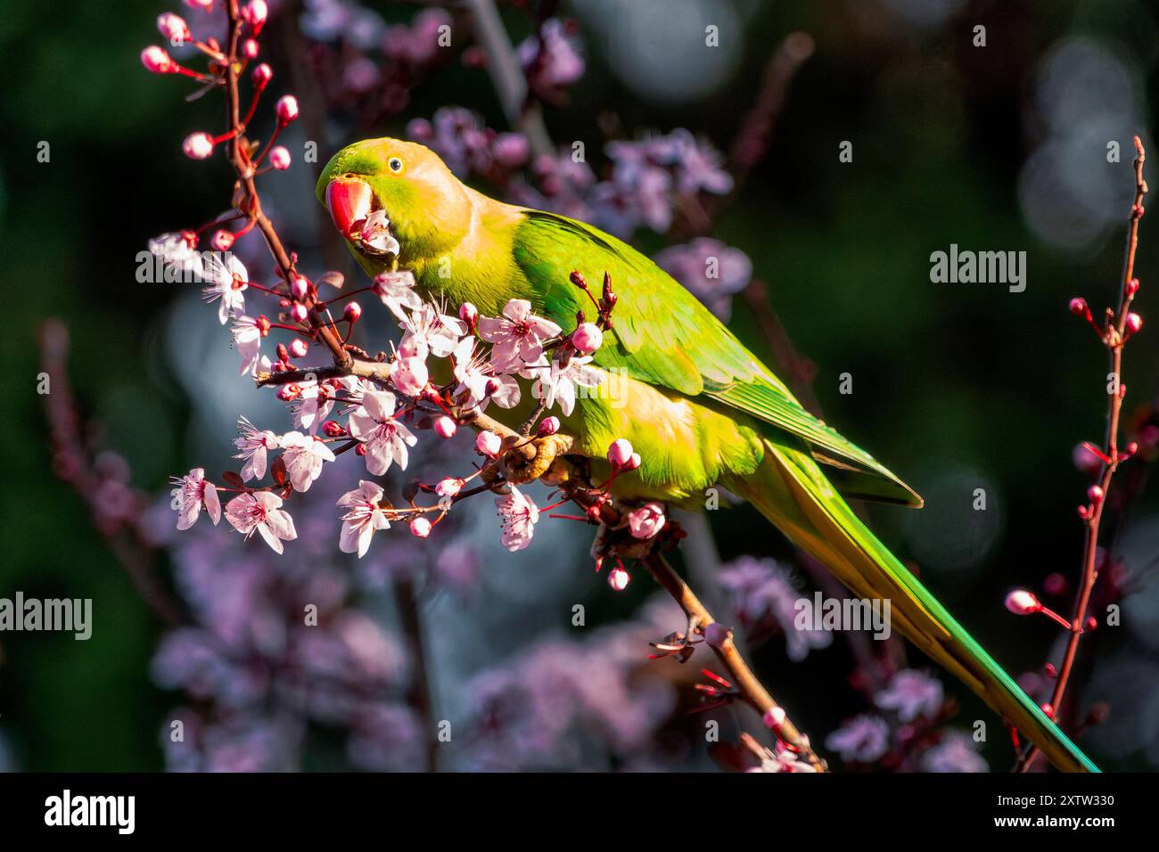 Quaker parrot hi-res stock photography and images - Alamy