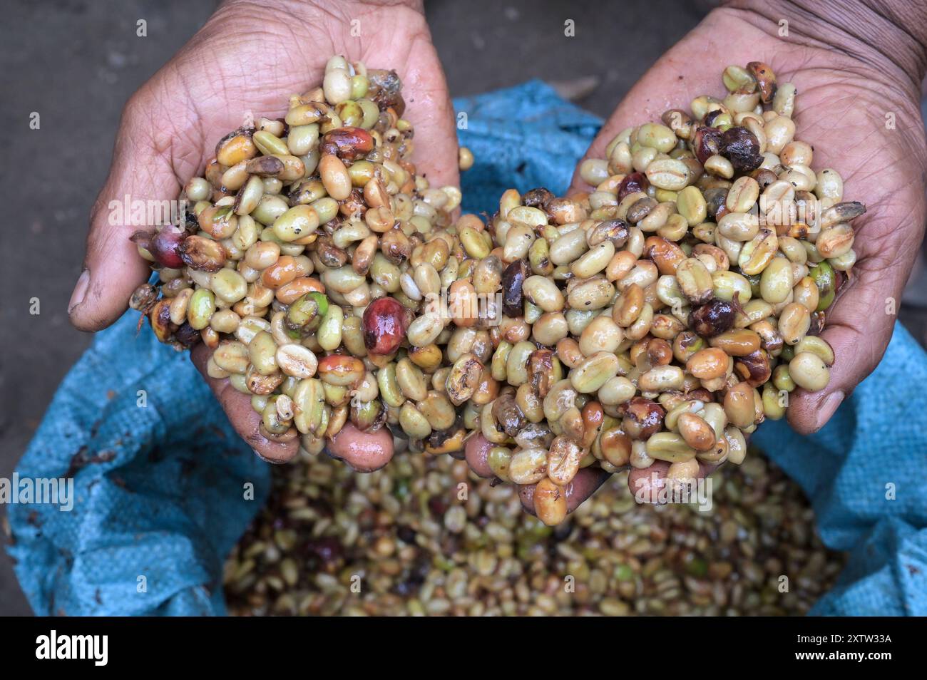 Highlands papua new guinea farming hi-res stock photography and images ...