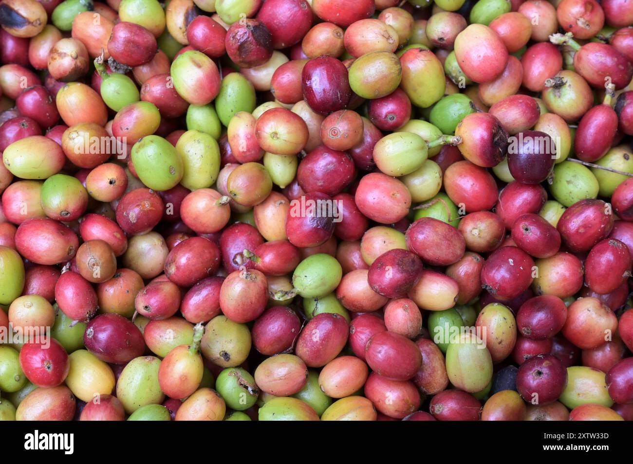PAPUA NEW GUINEA, province Eastern Highlands, Goroka, coffee farming ...