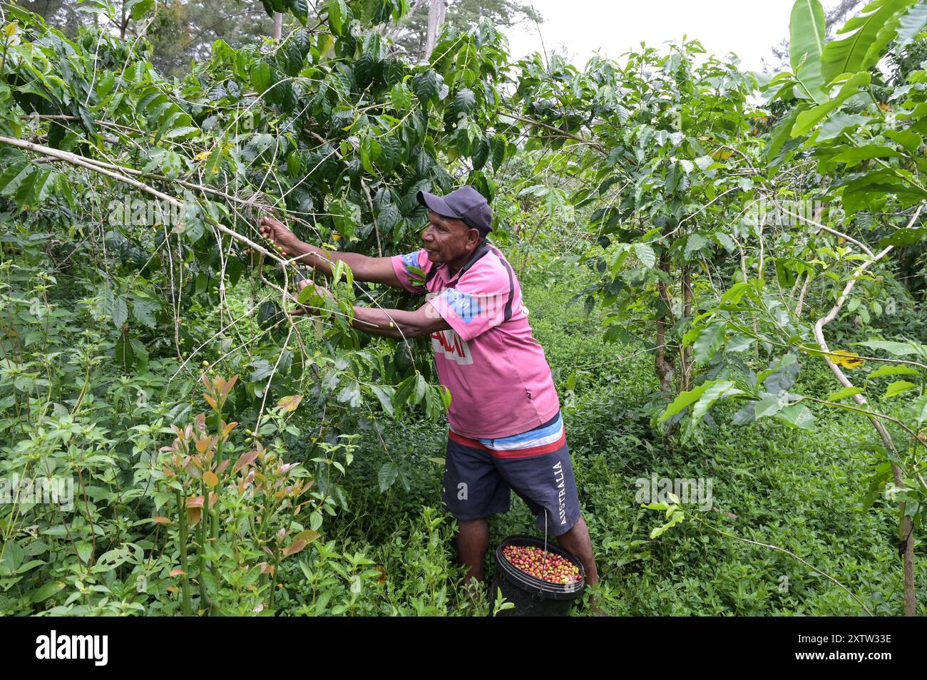 Highlands papua new guinea farming hi-res stock photography and images ...
