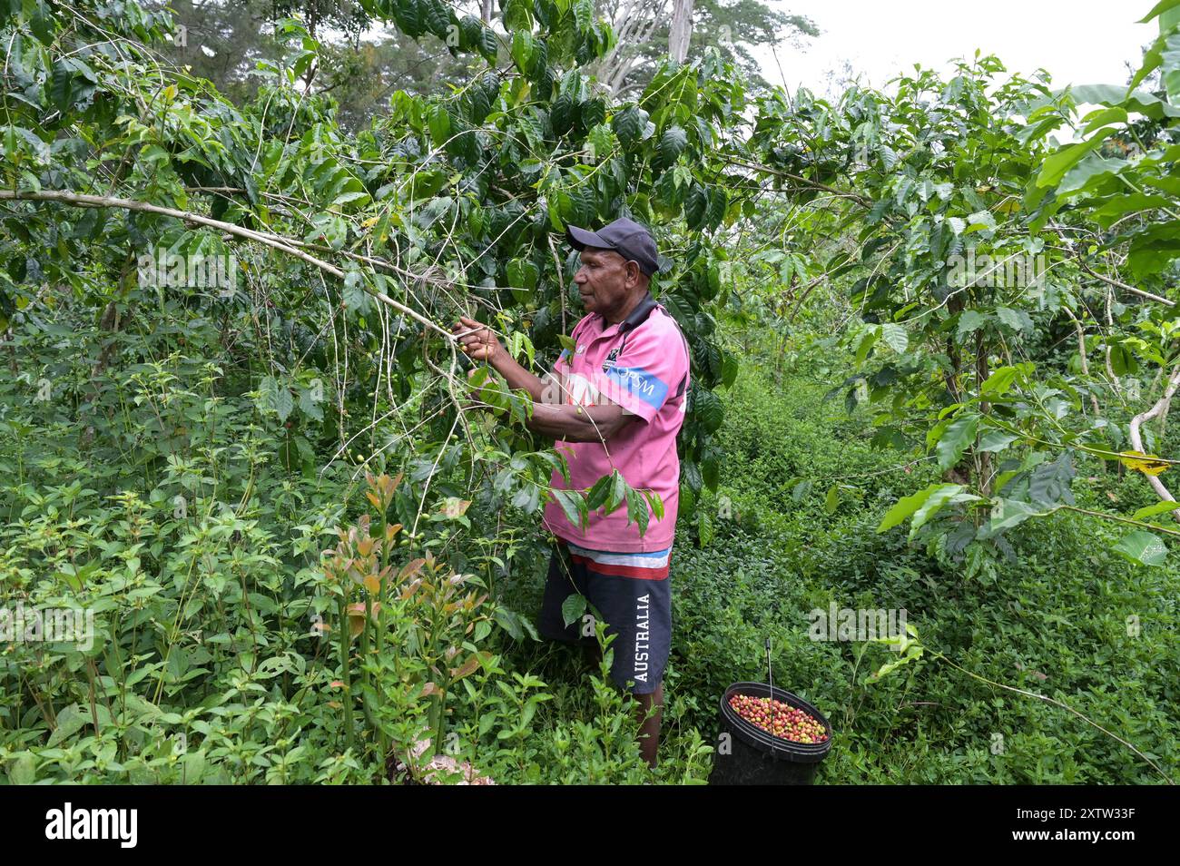 Highlands papua new guinea farming hi-res stock photography and images ...