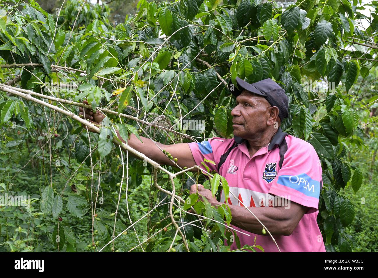 Papua new guinea coffee crop hi-res stock photography and images - Alamy