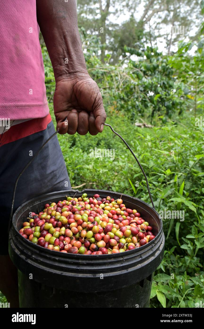 Highlands papua new guinea farming hi-res stock photography and images ...