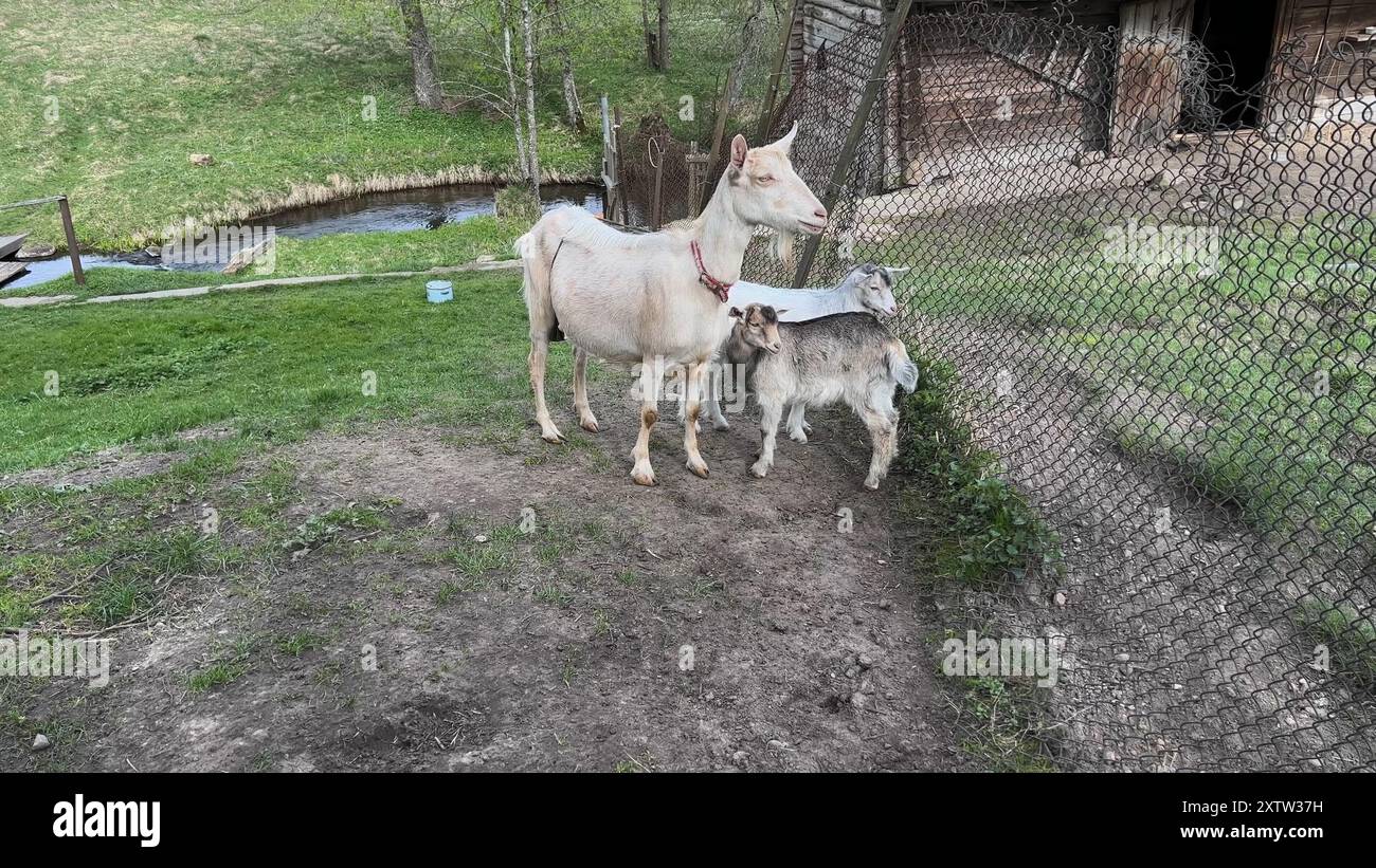 A goat and a baby goat in the countryside Stock Photo - Alamy