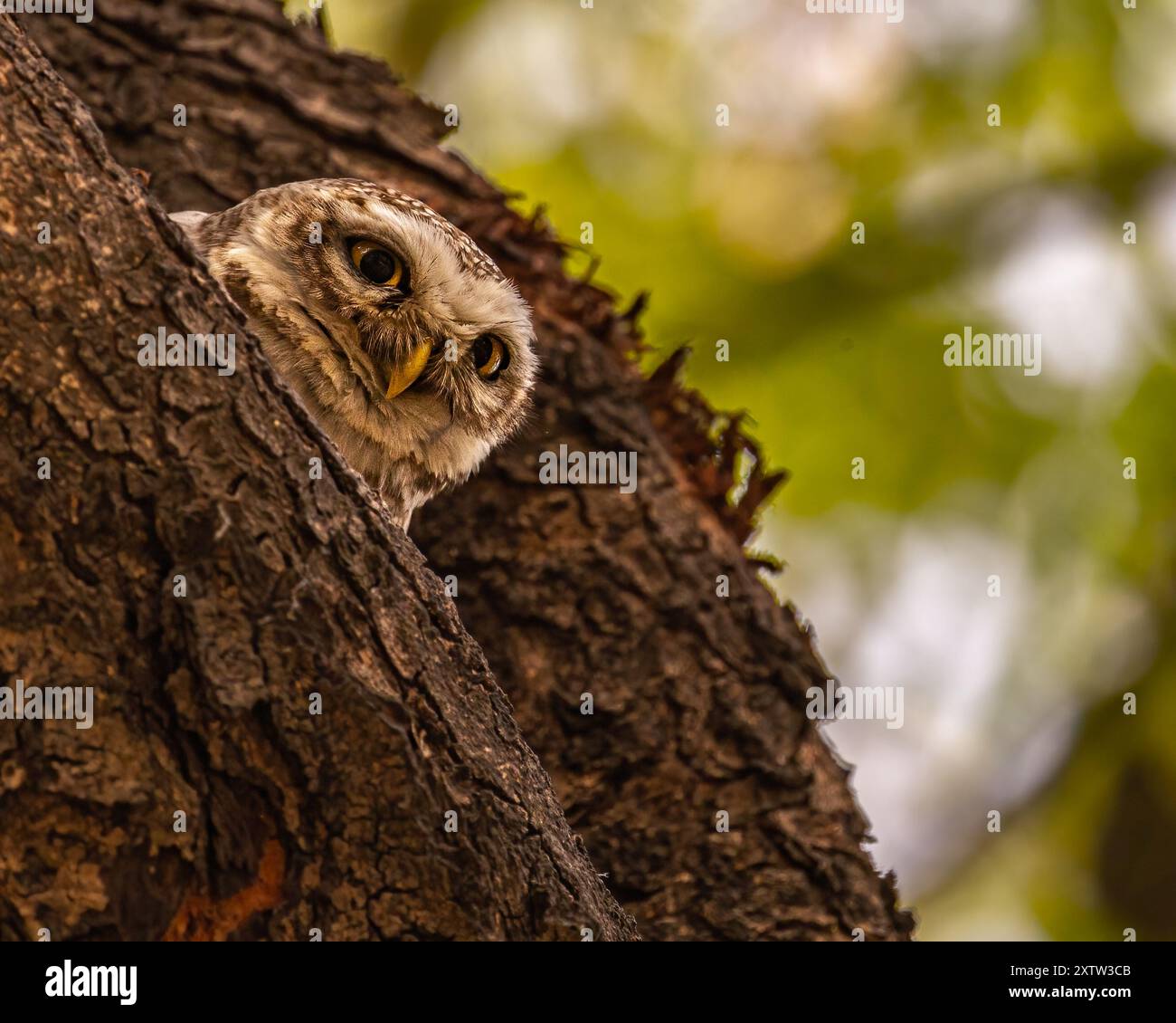 A Spotted owl keeping a watch on movements on ground Stock Photo - Alamy