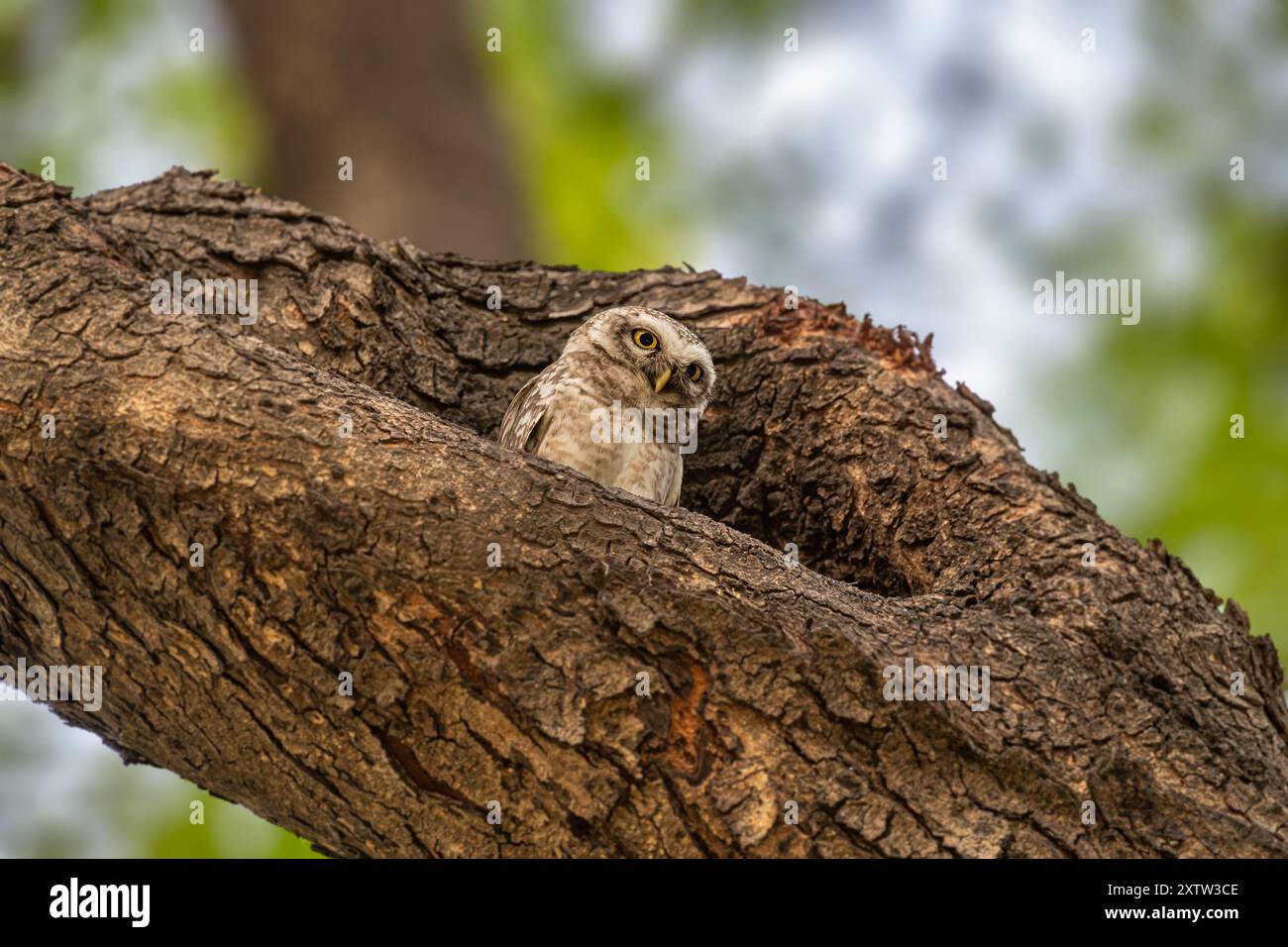 Owl looking down hi-res stock photography and images - Alamy