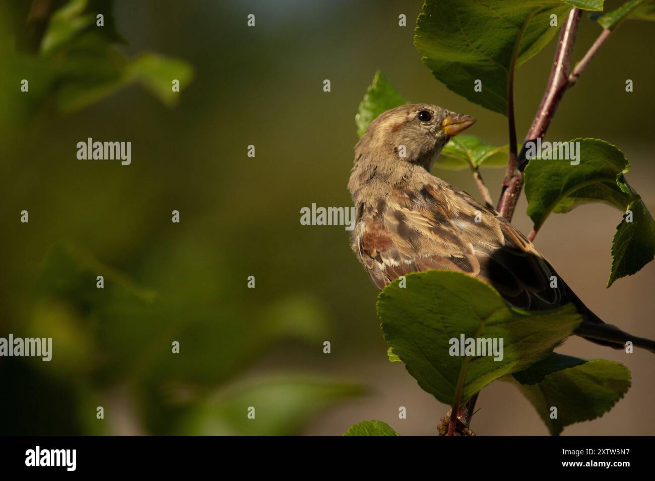 Sparrows sitting on a branch. The Eurasian tree sparrow (Passer ...